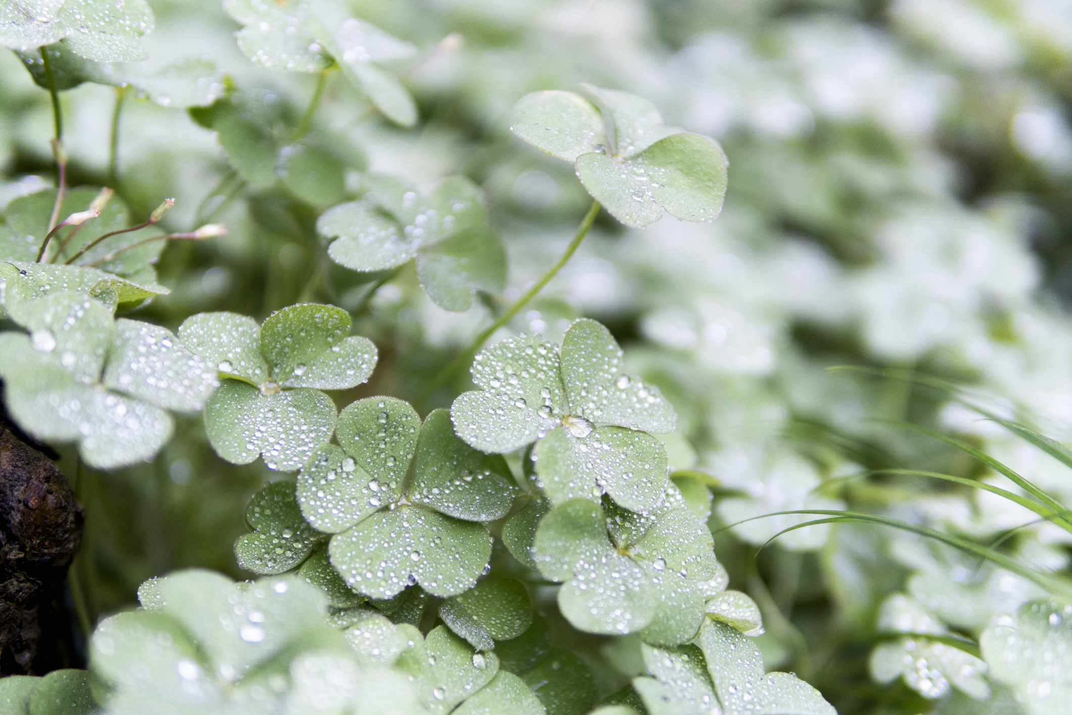 St. Patrick's Day - PHMG